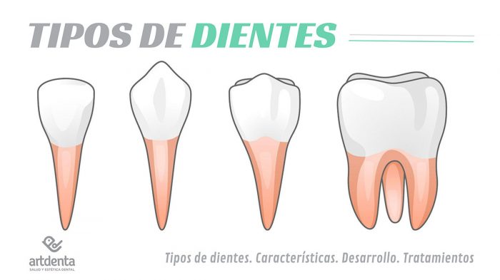 Tipos de dientes. Características. Desarrollo. Tratamientos | ARTDENTA
